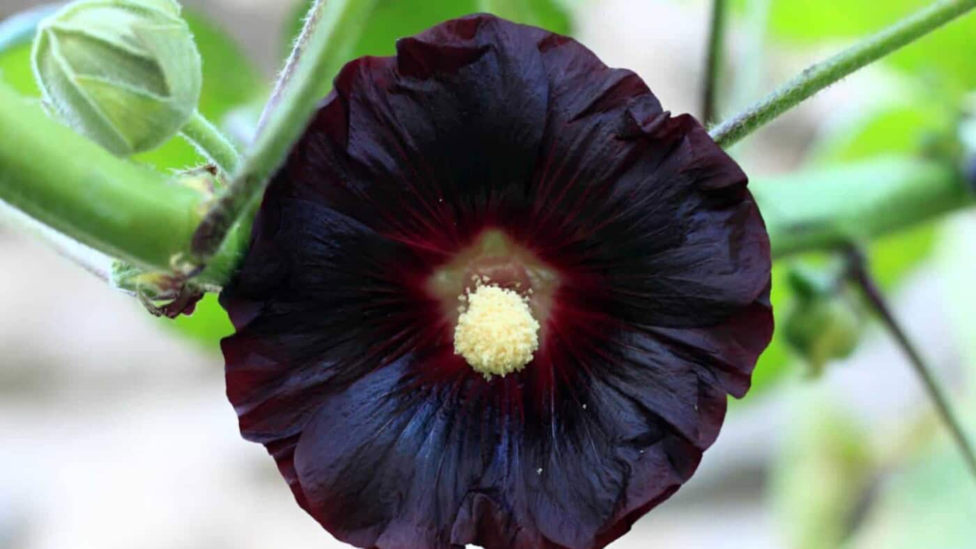 27 Black Flowers: Exploring Nature's Dark Elegance