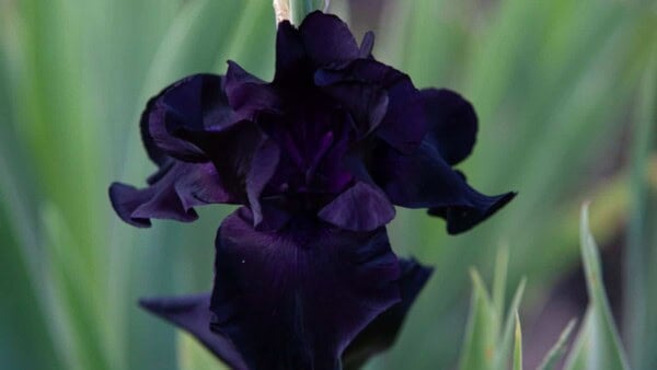 27 Black Flowers: Exploring Nature's Dark Elegance