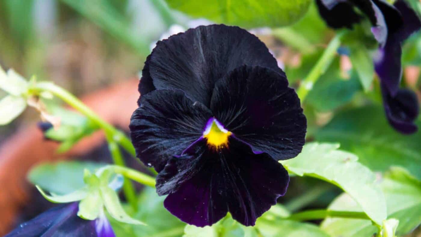 27 Black Flowers: Exploring Nature's Dark Elegance