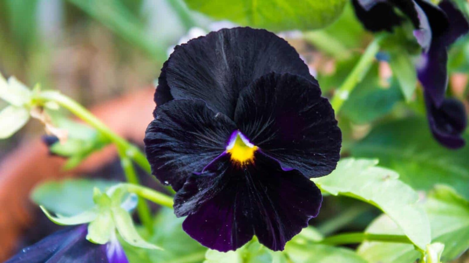 27 Black Flowers: Exploring Nature's Dark Elegance