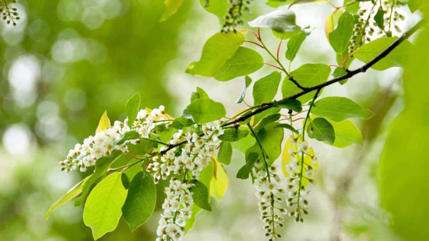 Black Cherry Tree (Prunus serotina): Growing and Care Guide