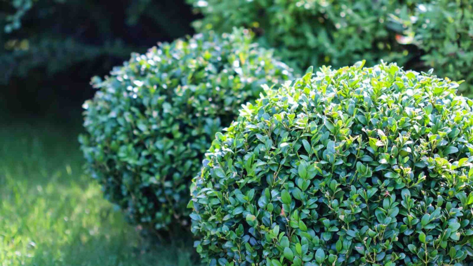 32 Best Evergreen Shrubs to Grow for Your Landscaping