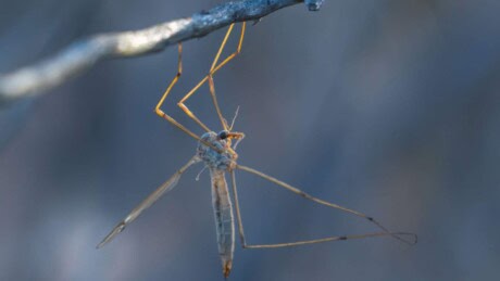 What are Mosquito Hawks or Crane Flies? Are They Dangerous?