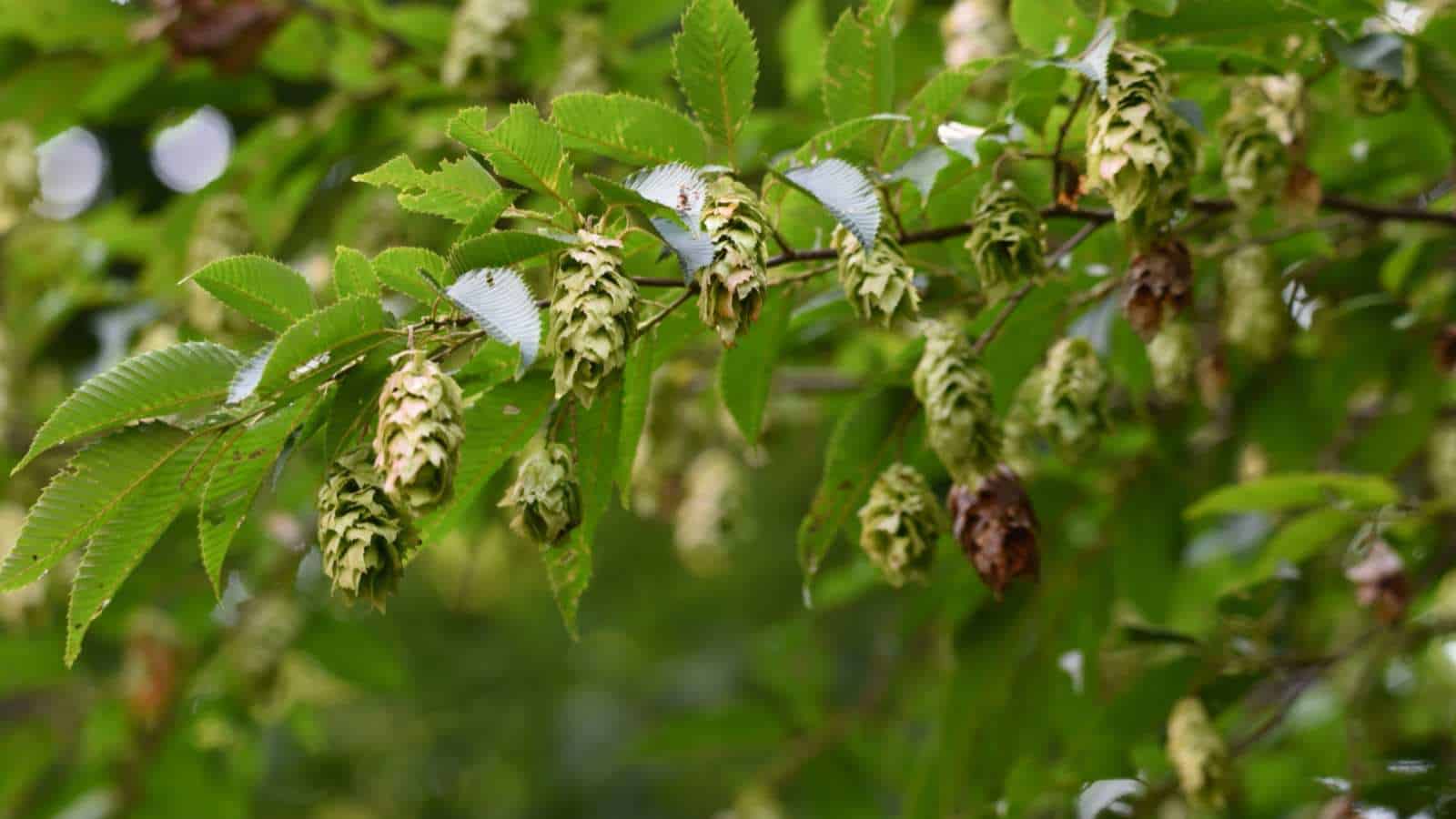 How to Grow and Care for a Hornbeam Tree
