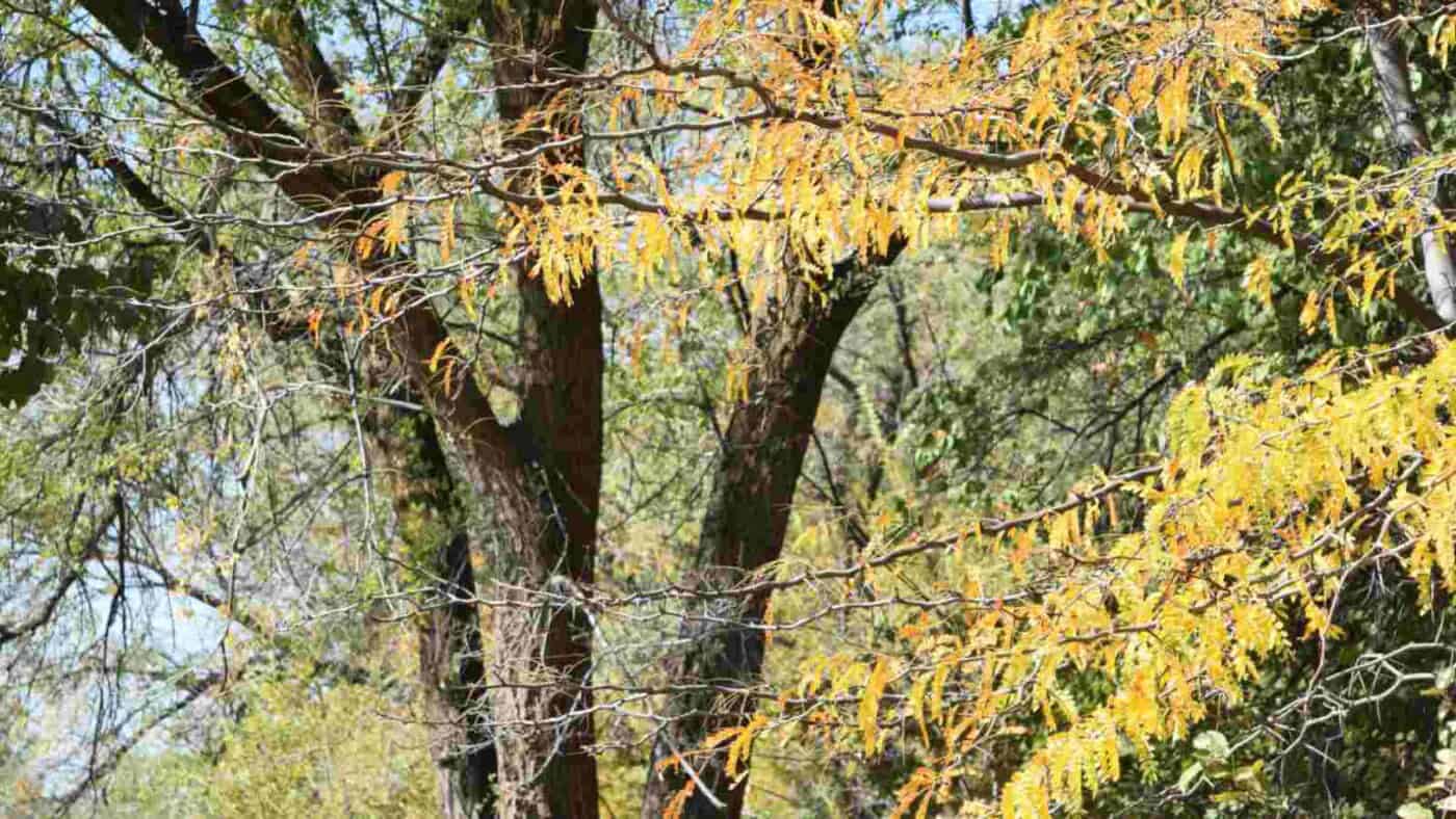 Honey Locust: Description, Types, and Care Tips (Full Guide)