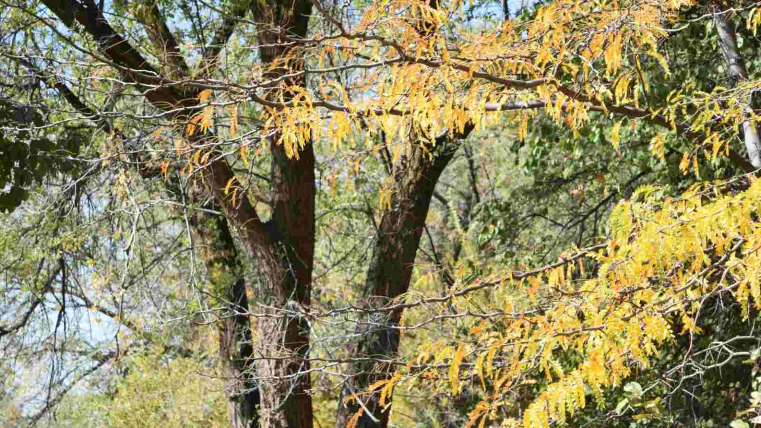 Honey Locust: Description, Types, and Care Tips (Full Guide)