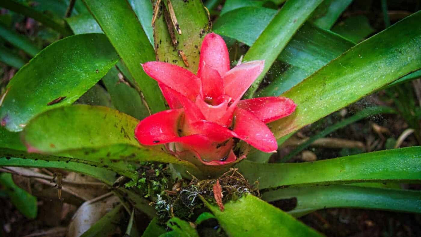 Explore Photos of Tropical Rainforest Plants: Types & Adaptations