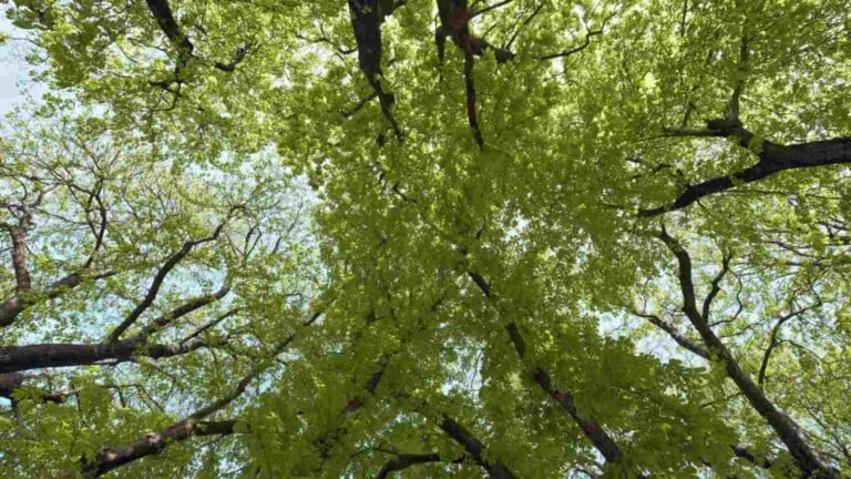 Buckeye Tree: Description, Types, Care, and Uses