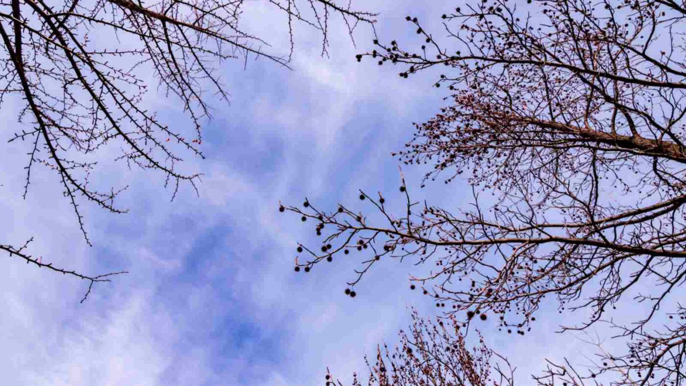 Buckeye Tree: Description, Types, Care, and Uses