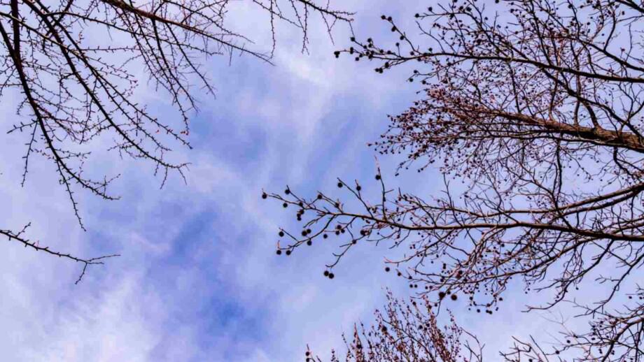 Buckeye Tree: Description, Types, Care, and Uses