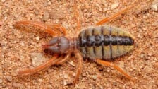 Everything You Need to Know About Camel Spiders (Solifugids)