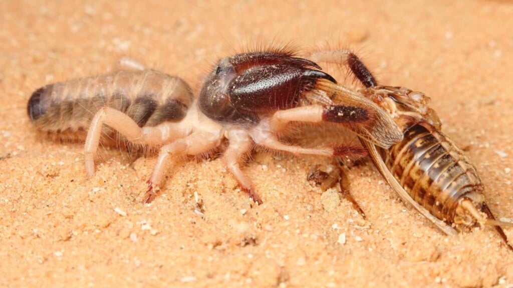 Everything You Need to Know About Camel Spiders (Solifugids)