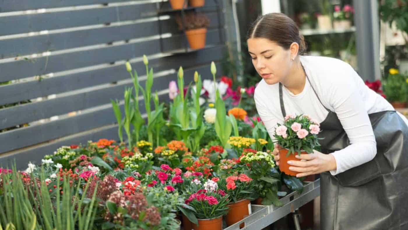 How to Grow and Care for Carnation (Complete Guide)