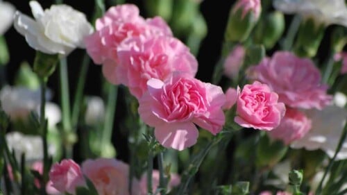 How to Grow and Care for Carnation (Complete Guide)