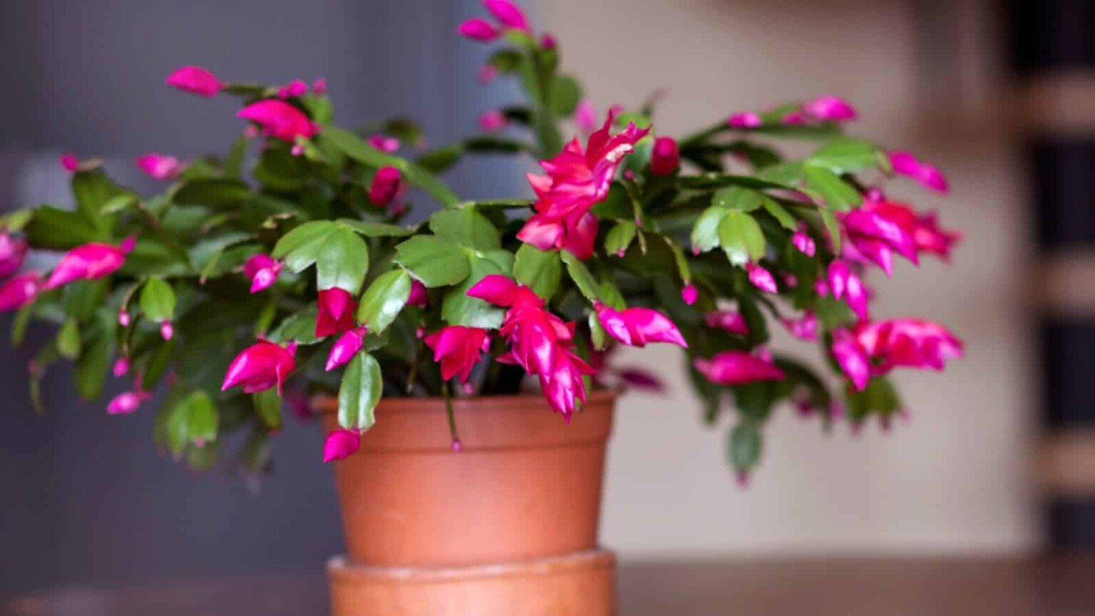 33 Best Popular Types of Cactus You Can Grow at Home