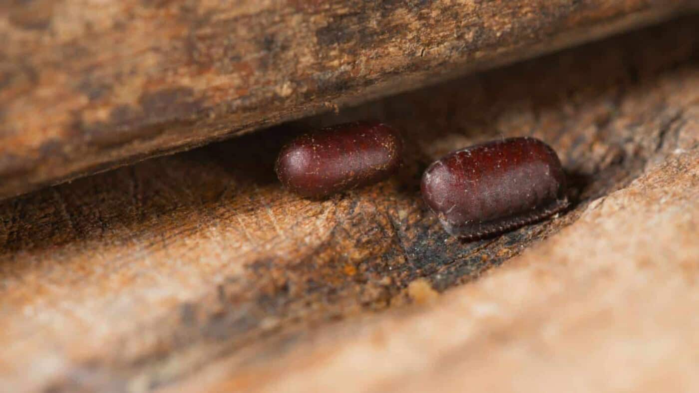Oriental Cockroach - Identify, Prevent, and Get Rid of Them