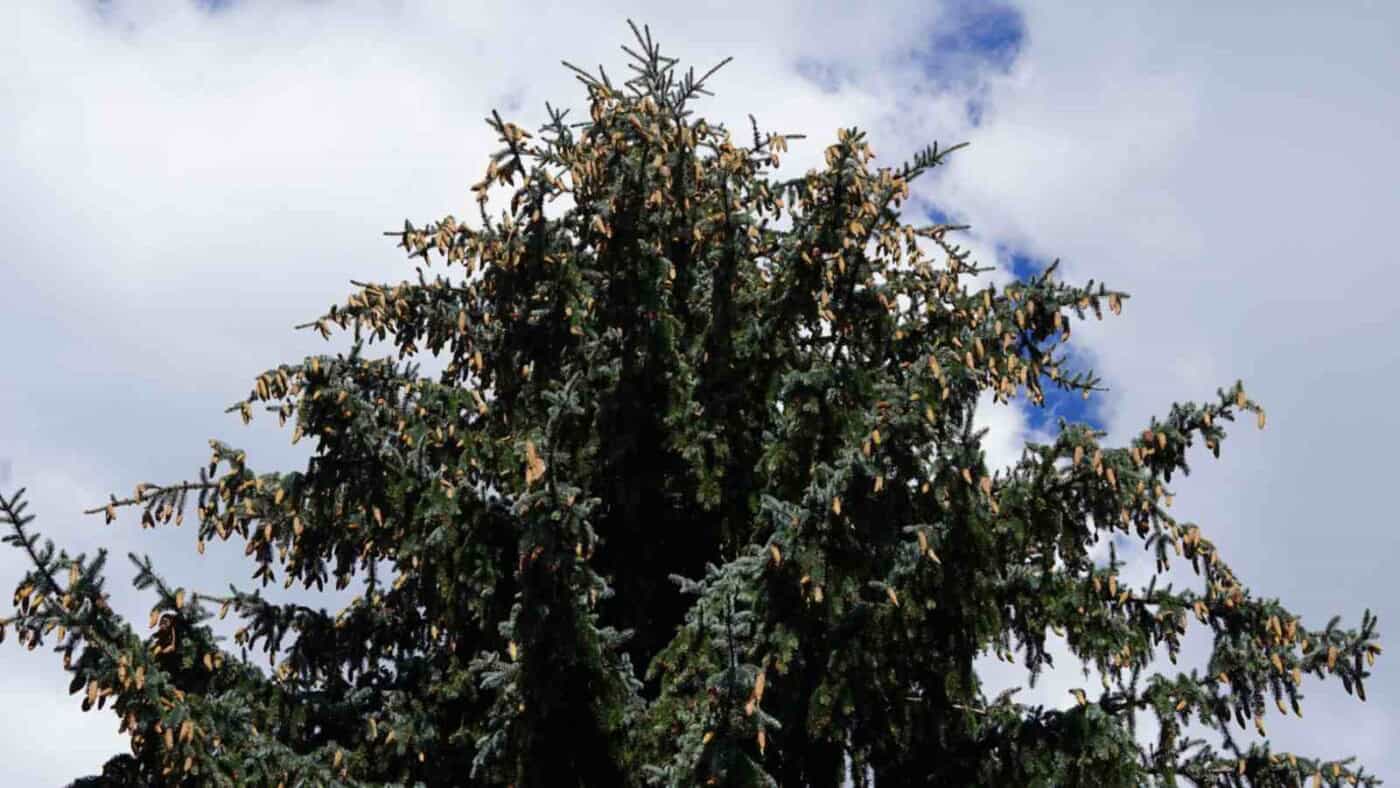 49 Best Evergreen Trees for Your Yard (with Pictures)