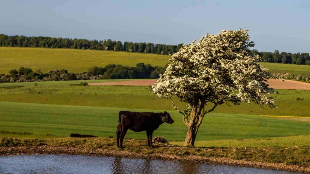 How to Grow and Care for a Hawthorn Tree (Complete Guide)