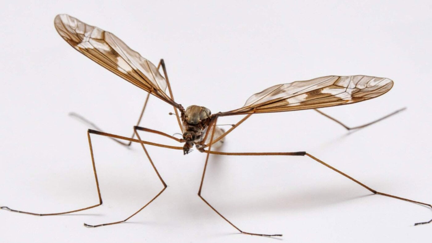 What are Mosquito Hawks or Crane Flies? Are They Dangerous?