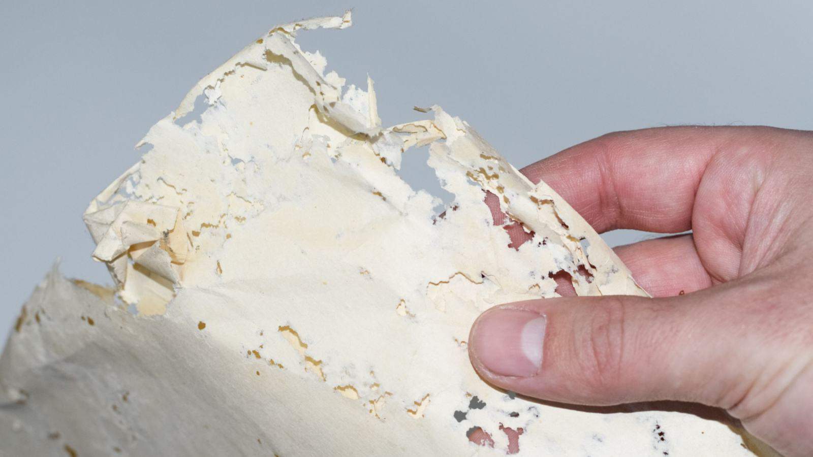 Silverfish Bug: What Are They and How To Get Rid of Them? | Planet Natural