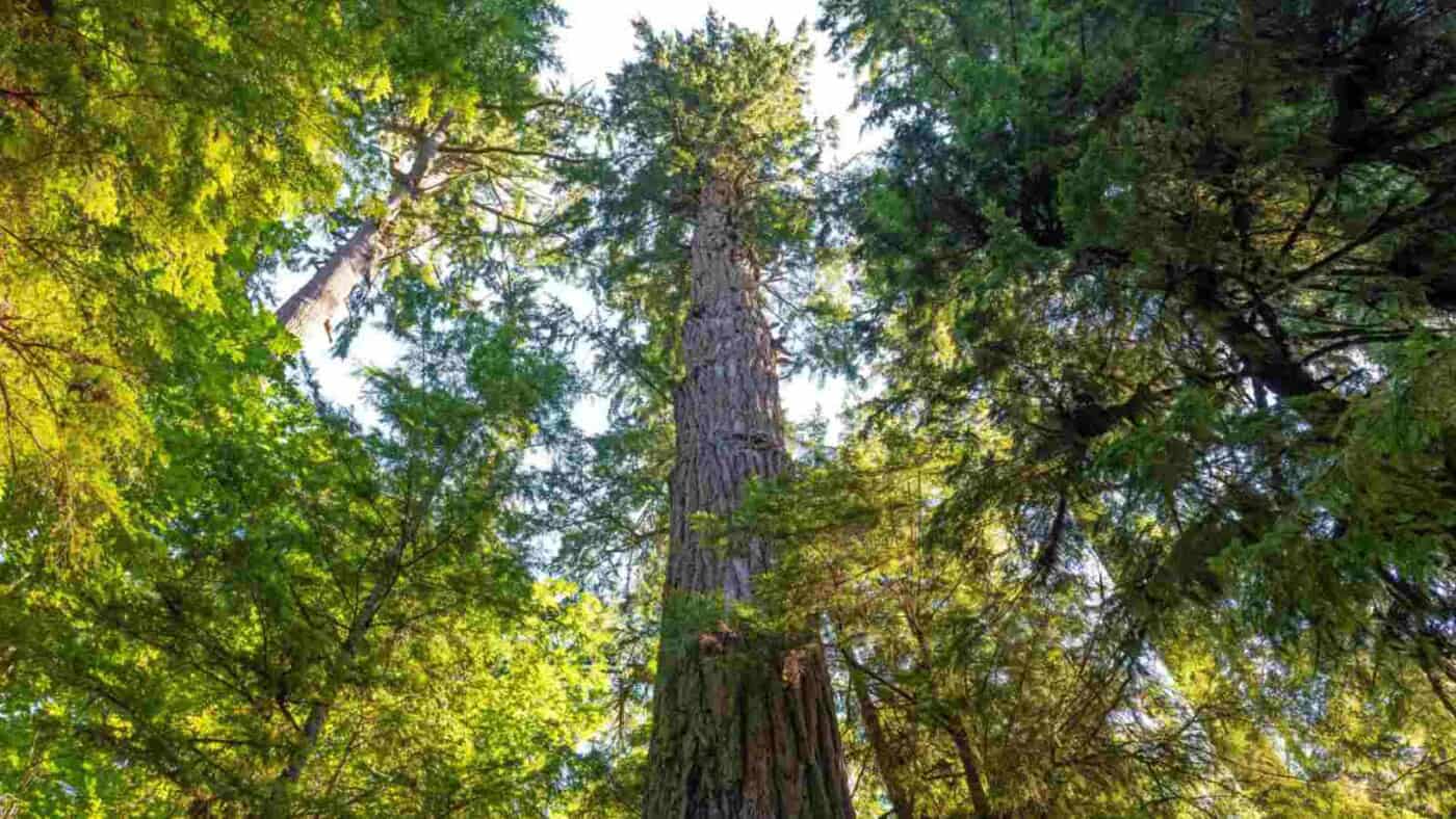 49 Best Evergreen Trees for Your Yard (with Pictures)