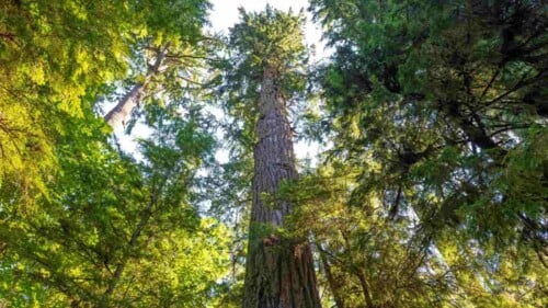 49 Best Evergreen Trees for Your Yard (with Pictures)