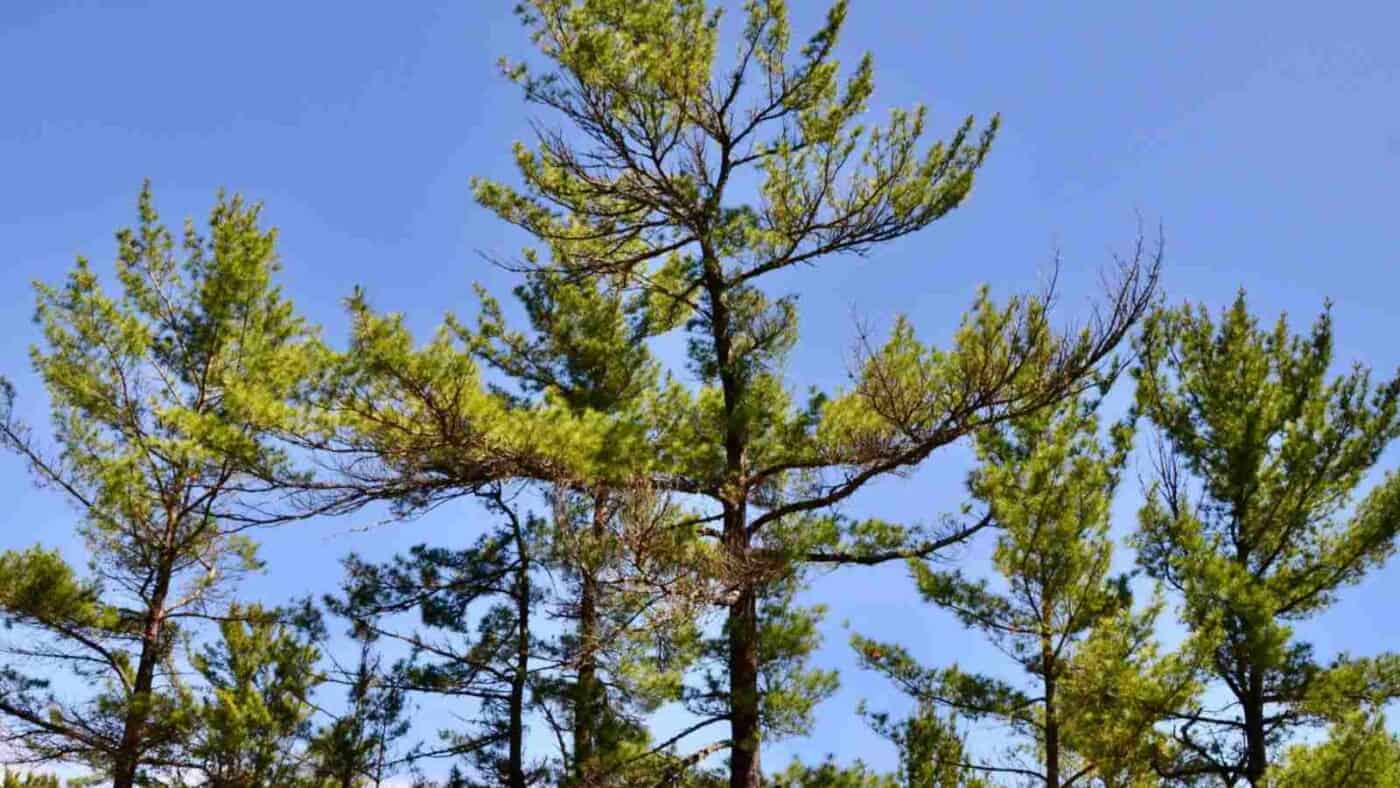 49 Best Evergreen Trees for Your Yard (with Pictures)