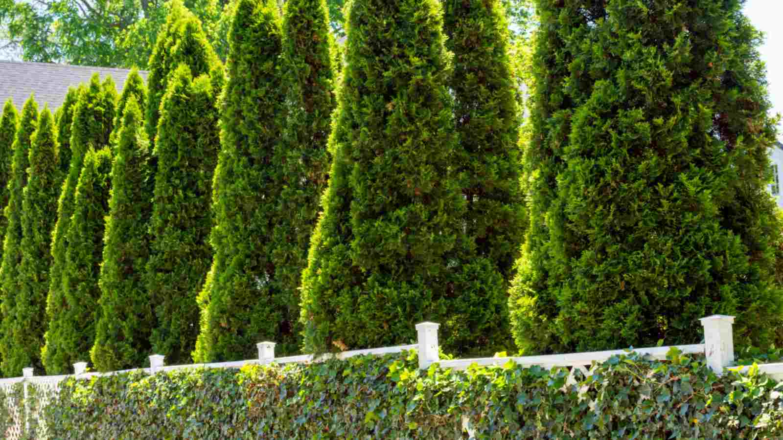 How To Plant Grow And Care For Arborvitae Trees Properly