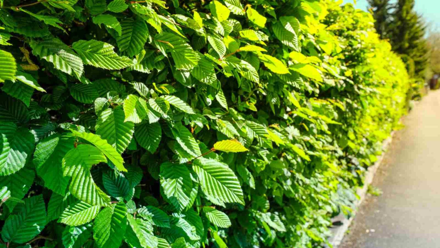 How to Grow and Care for a Hornbeam Tree