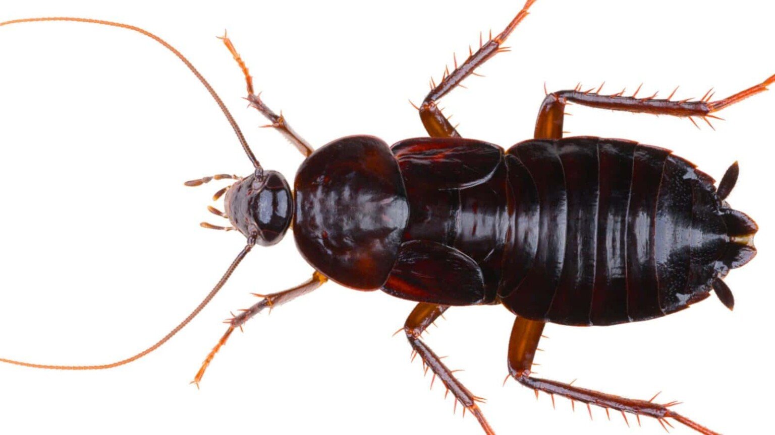 Oriental Cockroach - Identify, Prevent, and Get Rid of Them