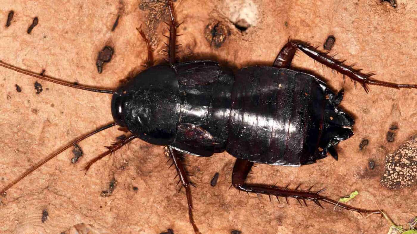 Oriental Cockroach - Identify, Prevent, and Get Rid of Them