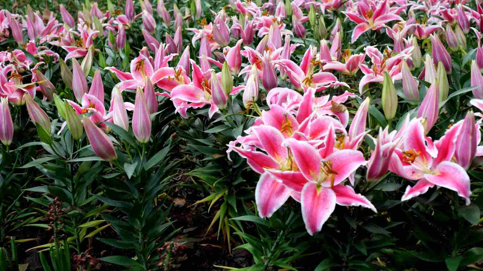 Stargazer Lily Garden Fasci Garden