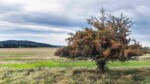How to Grow and Care for a Hawthorn Tree (Complete Guide)