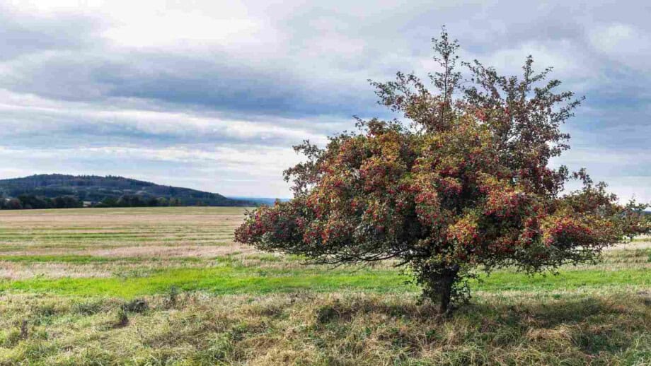 How to Grow and Care for a Hawthorn Tree (Complete Guide)