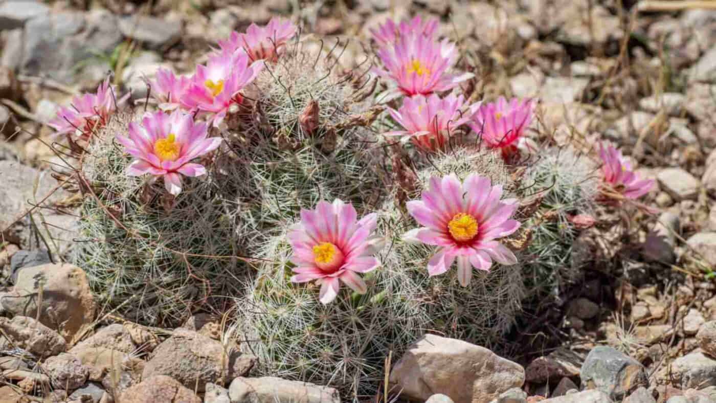 33 Best Popular Types of Cactus You Can Grow at Home