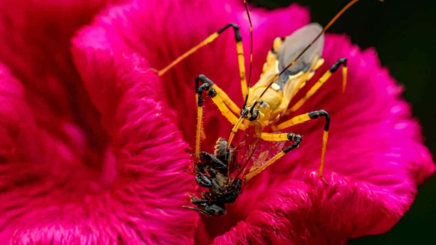 Assassin Bug: What Are They and How to Get Rid of Them