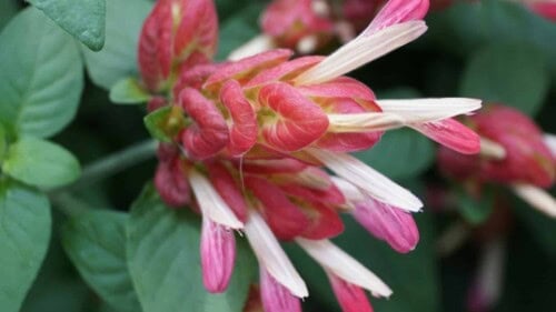 How to Grow and Care for a Shrimp Plant (Complete Guide)