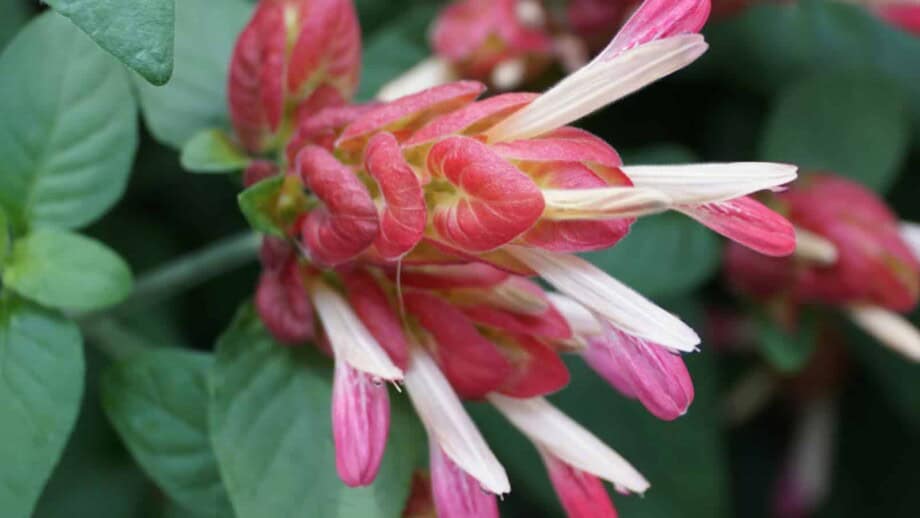 How to Grow and Care for a Shrimp Plant (Complete Guide)