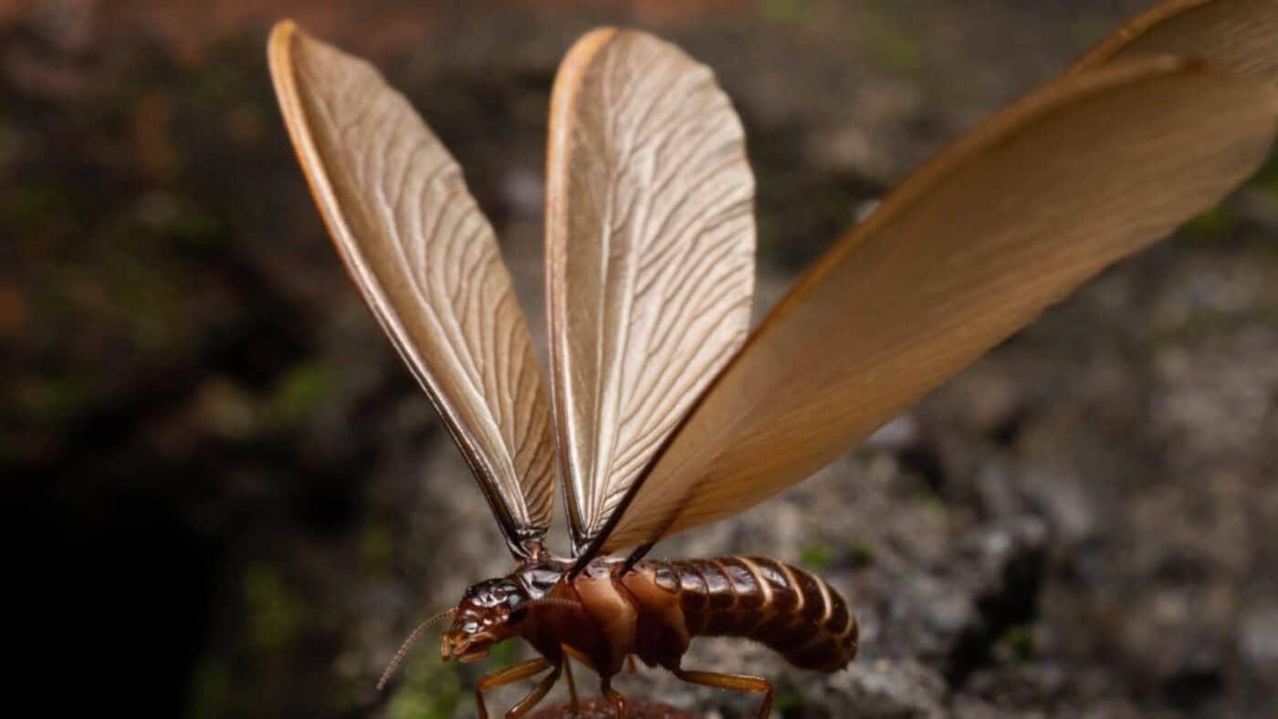 Termites With Wings: What Are They + How to Get Rid of Them