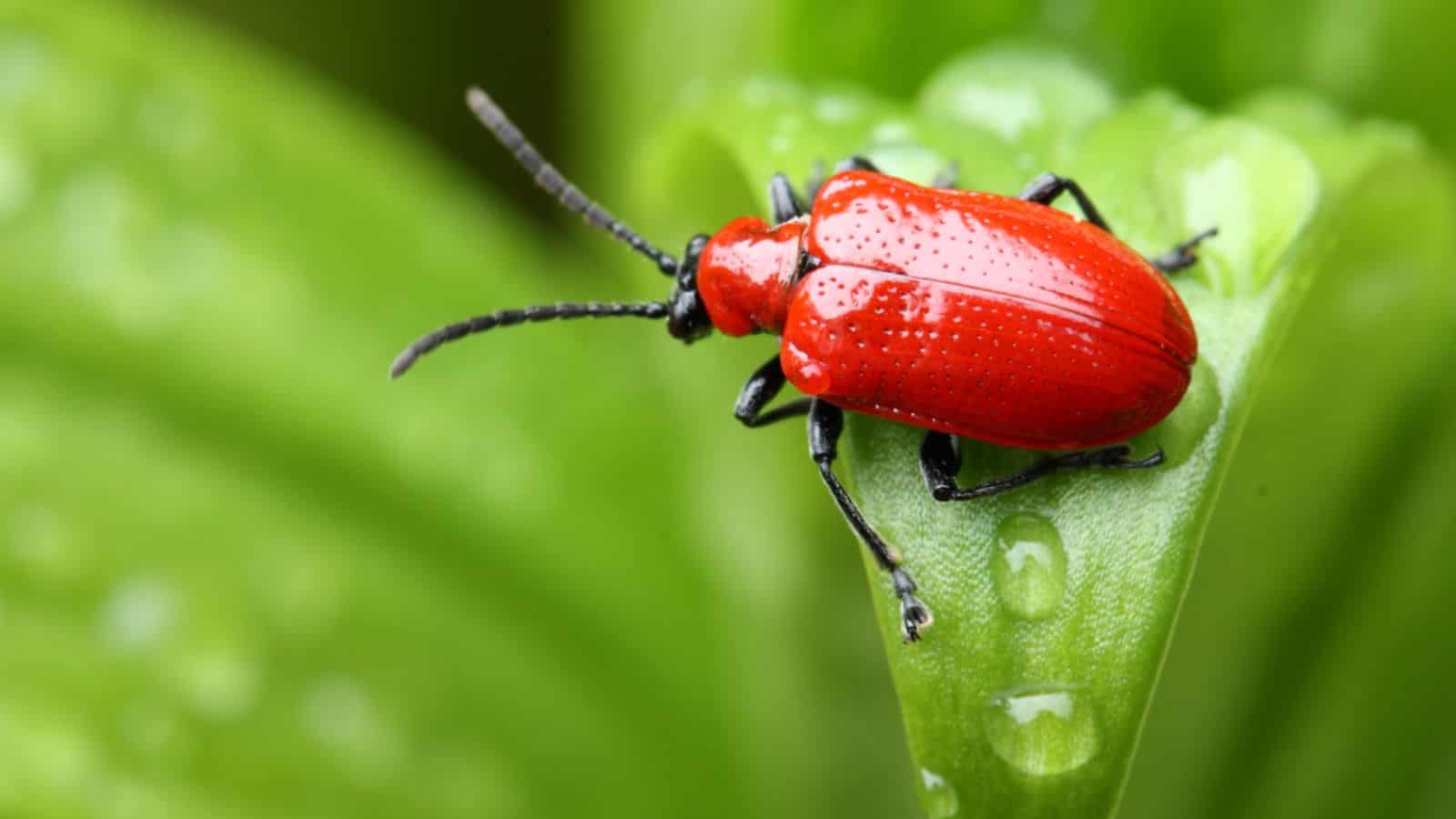 How to Grow and Care for 'Stargazer Lily' (Complete Guide)