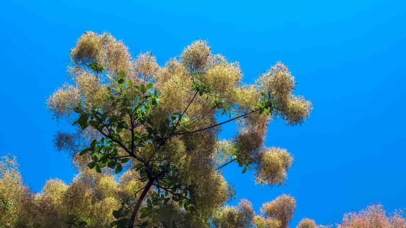 How to Grow and Care for a Smoke Tree (Complete Guide)