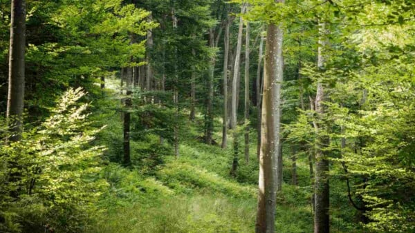 Beech Tree: Description, Types, and Care Tips