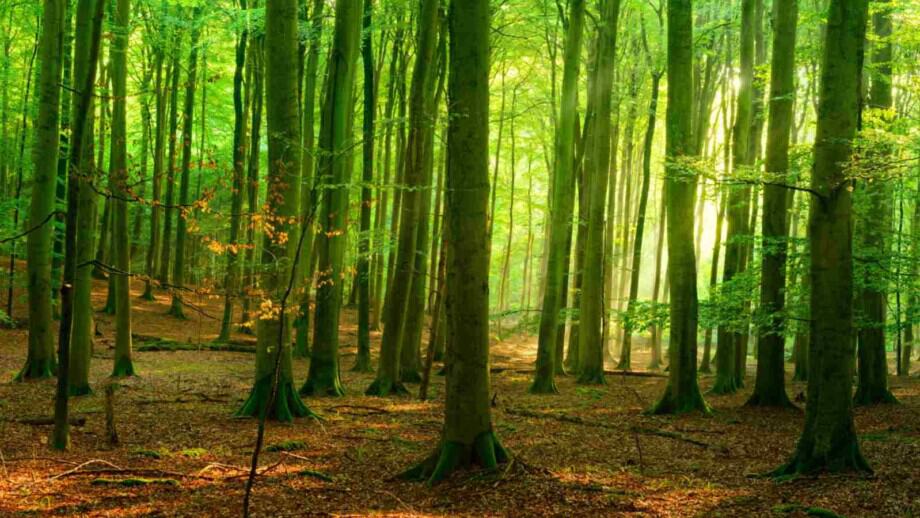 Beech Tree: Description, Types, and Care Tips