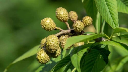 Buckeye Tree: Description, Types, Care, and Uses