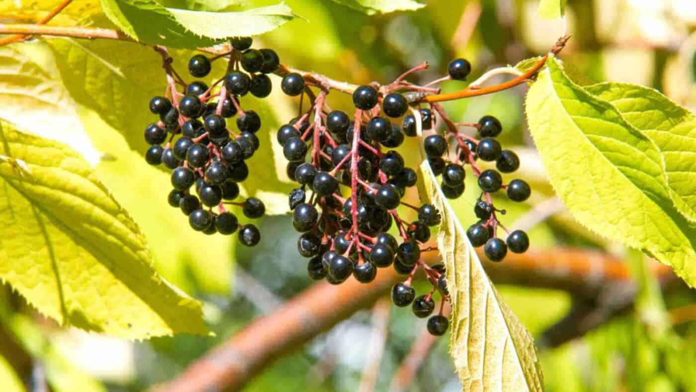 Black Cherry Tree (Prunus serotina): Growing and Care Guide