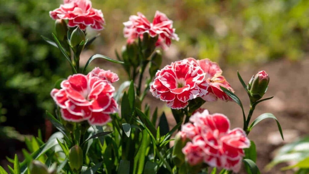 How to Grow and Care for Carnation (Complete Guide)