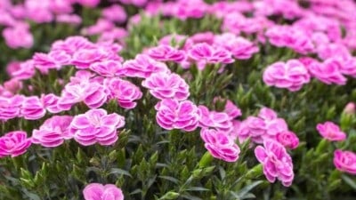 How to Grow and Care for Carnation (Complete Guide)