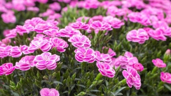 How to Grow and Care for Carnation (Complete Guide)