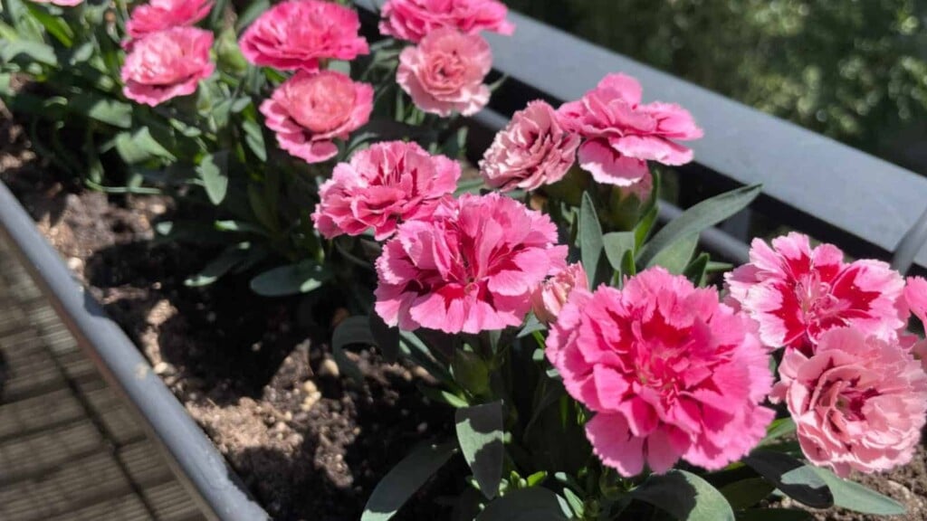 How to Grow and Care for Carnation (Complete Guide)