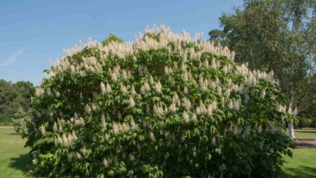 Buckeye Tree: Description, Types, Care, and Uses